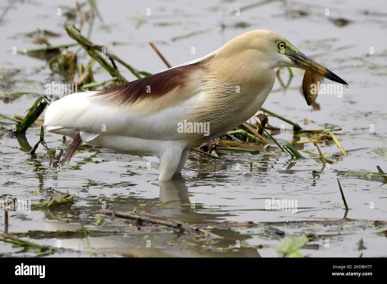 An Indian pond heron catches a fish in Nagaon district, in the ...