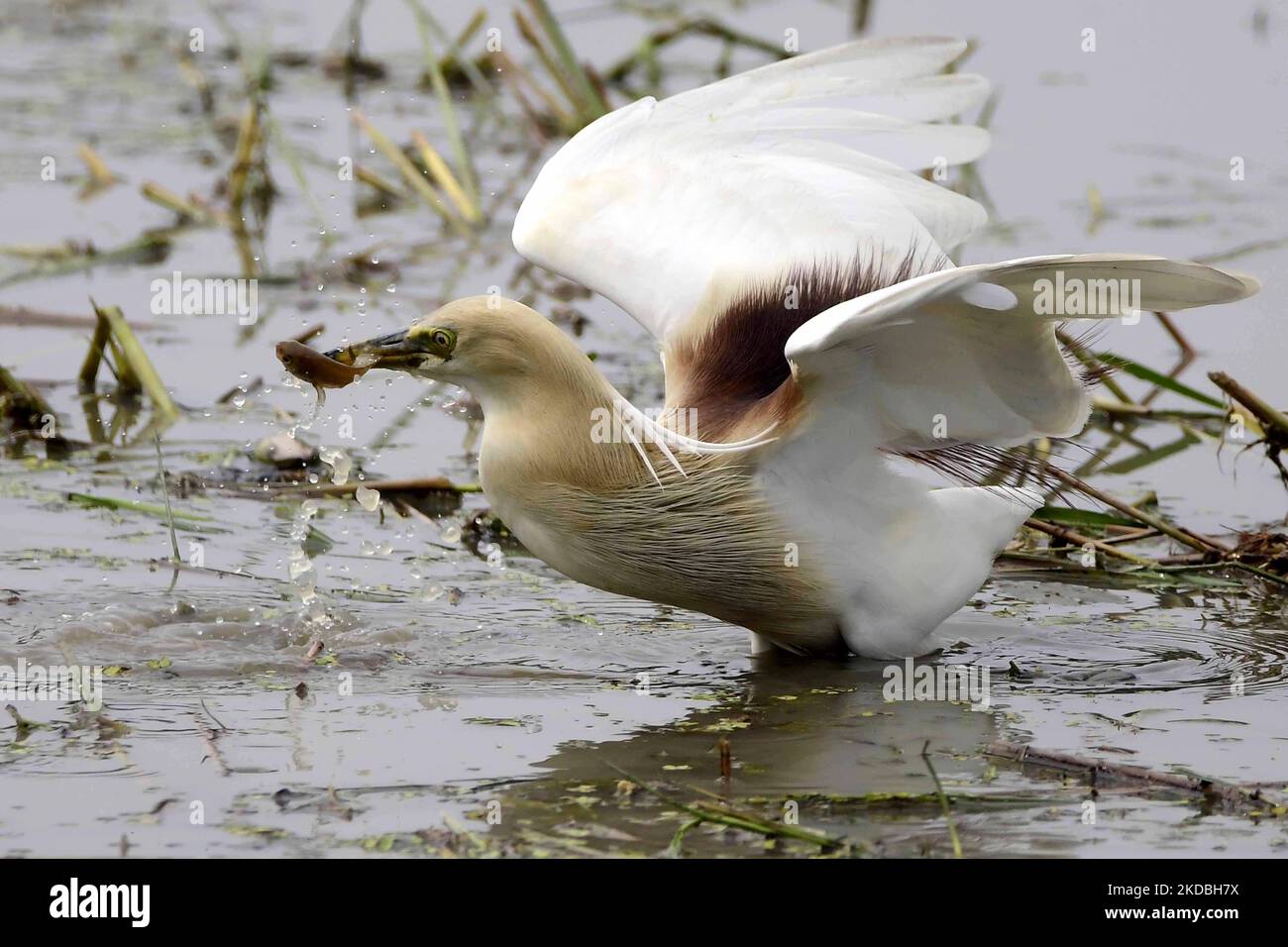 An Indian pond heron catches a fish in Nagaon district, in the ...