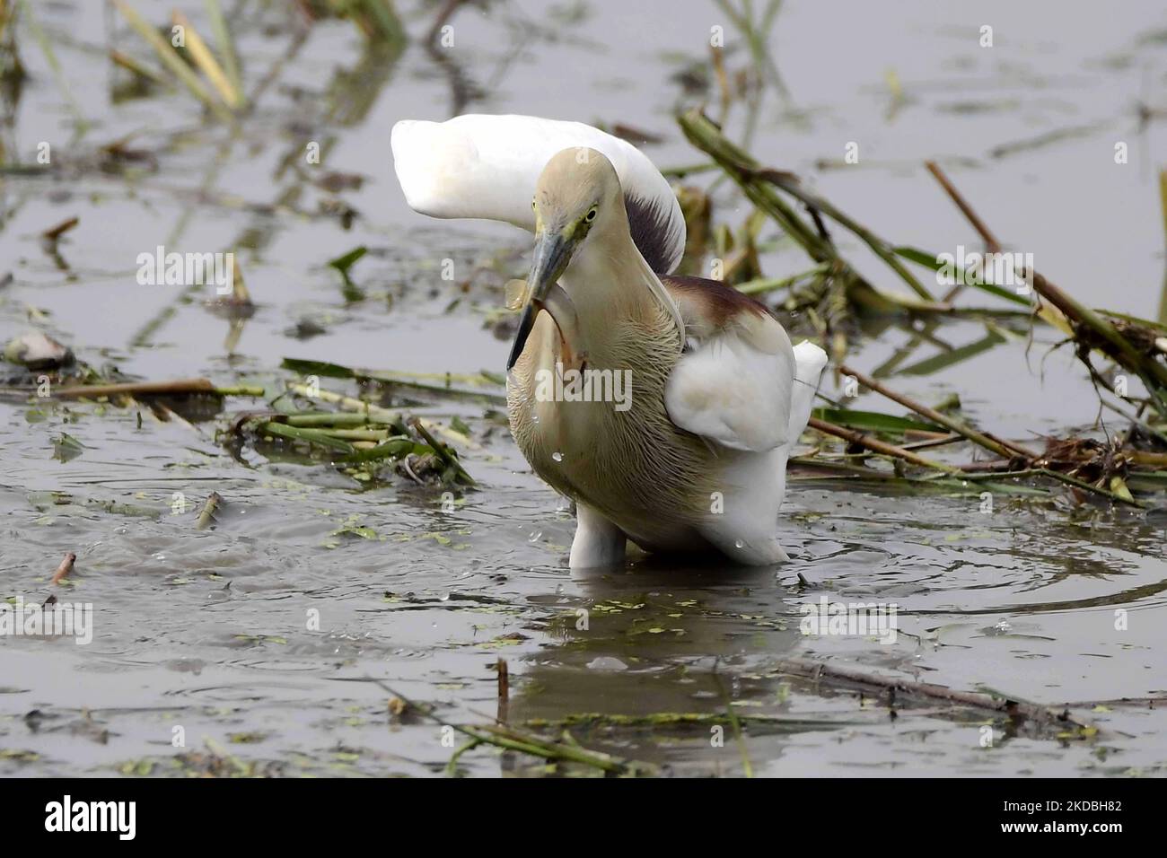 An Indian pond heron catches a fish in Nagaon district, in the ...