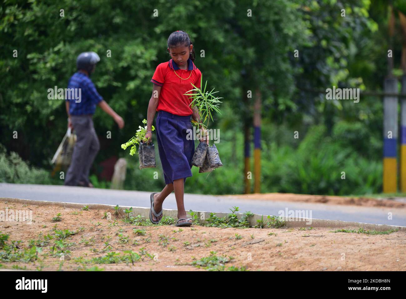 Indian school students carry tree sapling to plant their school on the ...