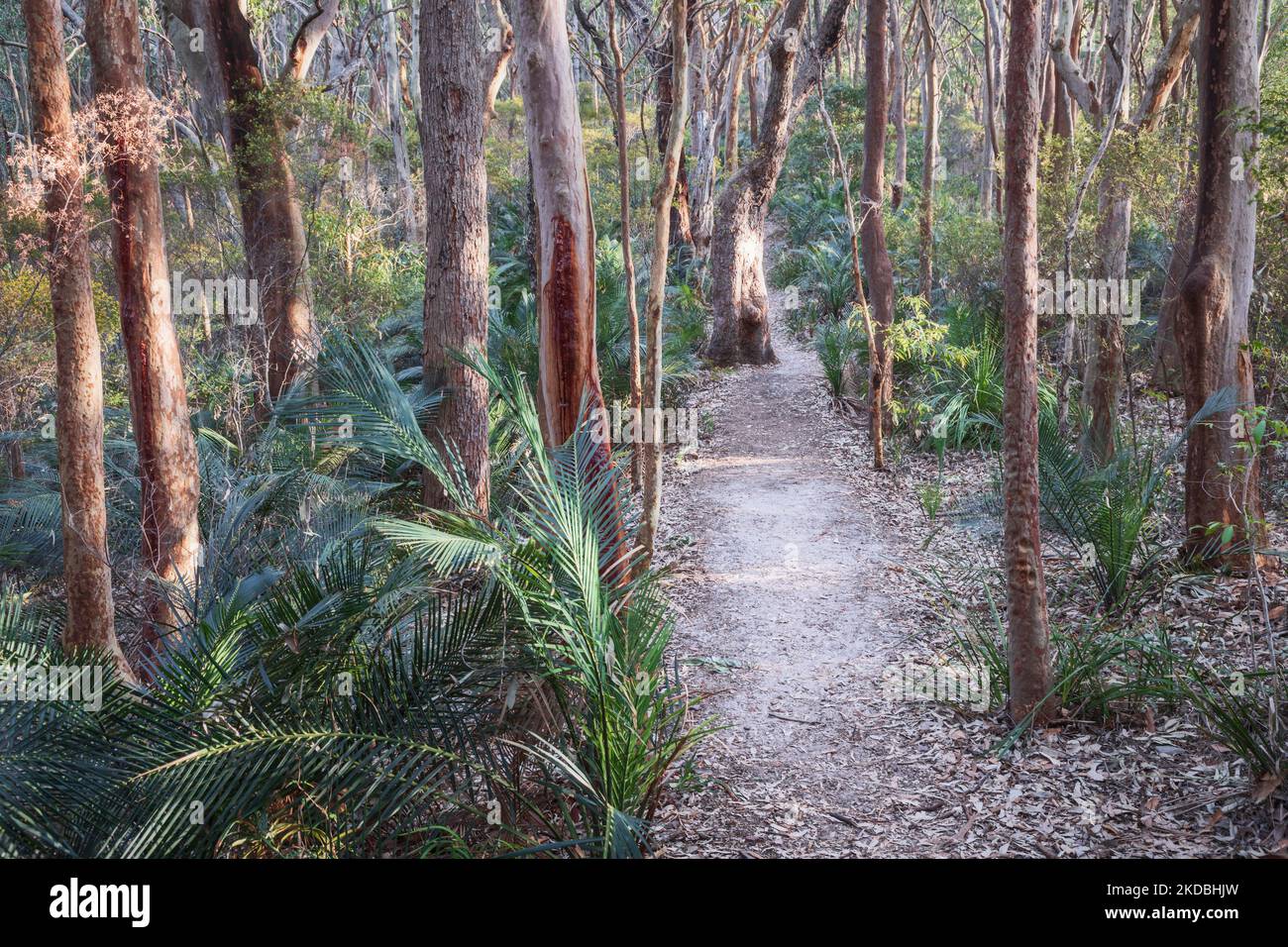 Cycad trees hi-res stock photography and images - Alamy