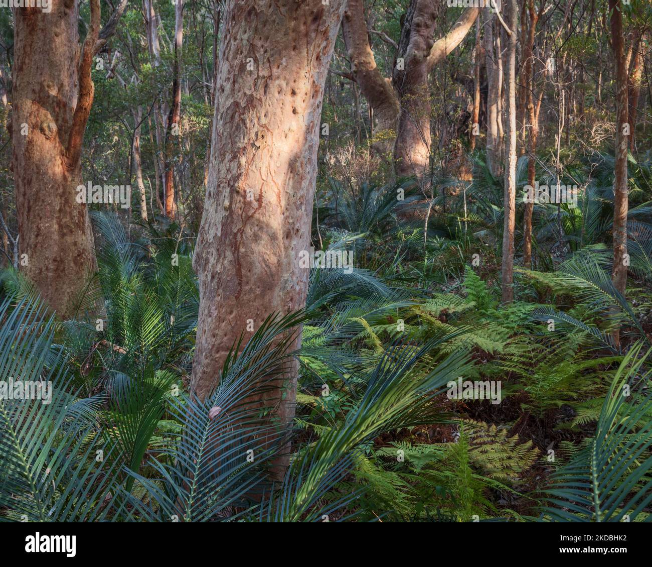 The eucalyptus forest with MacDonnell Ranges Cycad plants Stock Photo ...