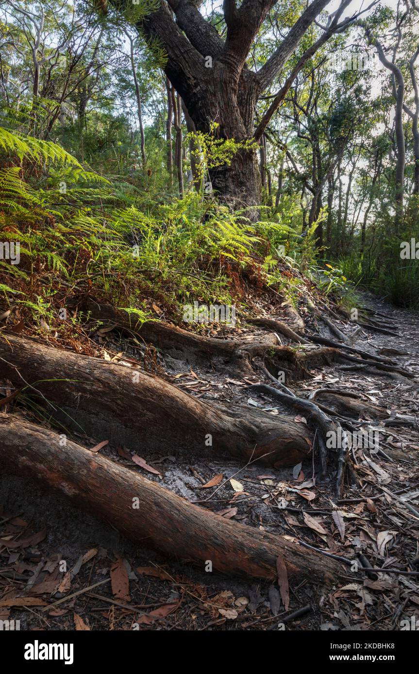A vertical shot of the tree roots in the forest Stock Photo - Alamy
