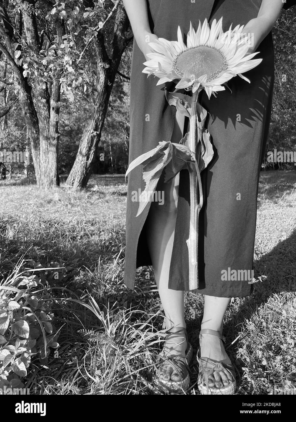 Girl holding sunflower Black and White Stock Photos & Images - Alamy