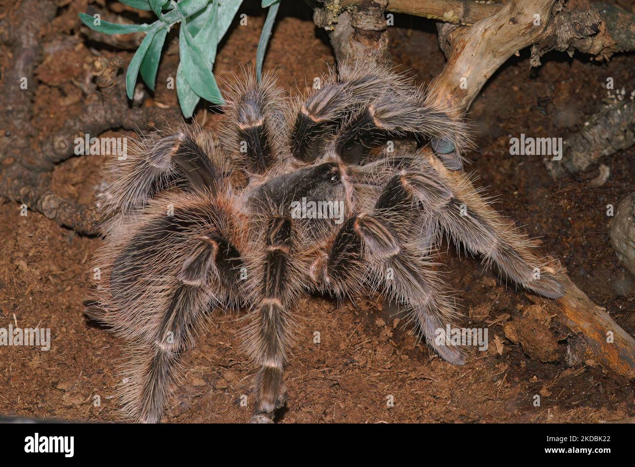 A closeup of a hairy tarantula spider Stock Photo - Alamy
