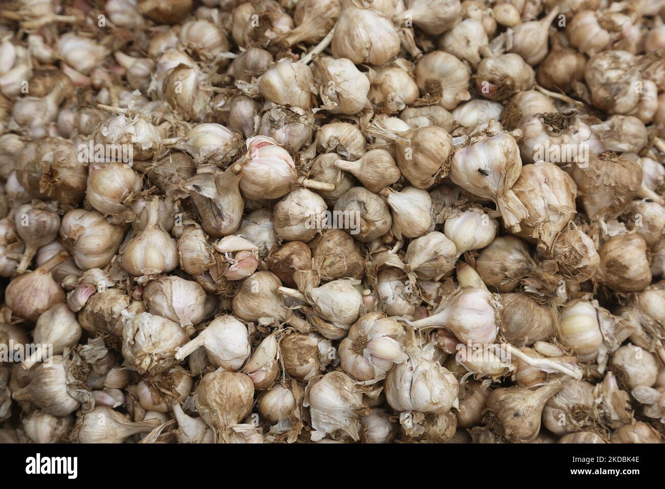 Fresh garlic displayed at the garlic market in the Poombarai Village in ...