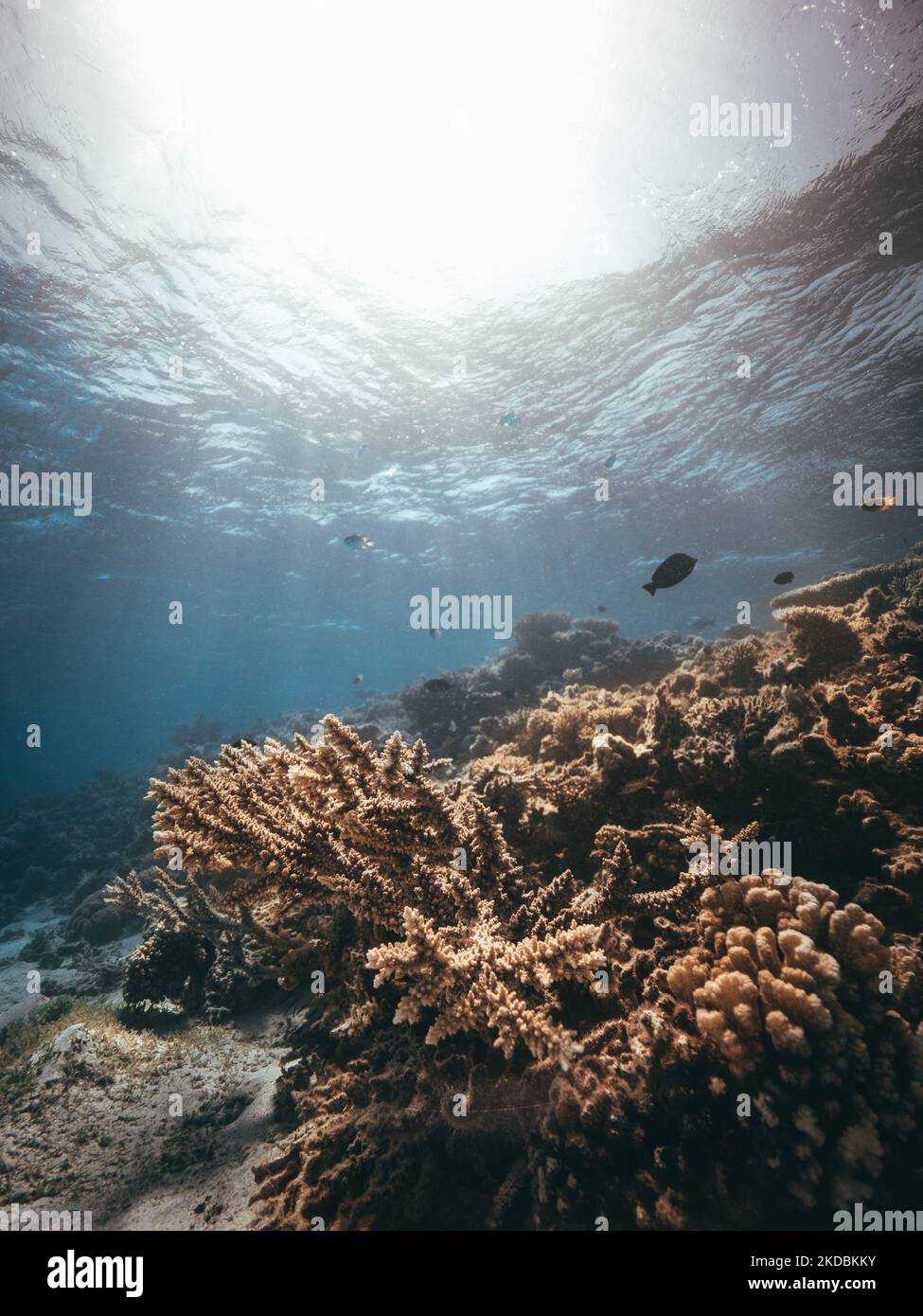 The underwater reefs and corals of the Red Sea Stock Photo - Alamy