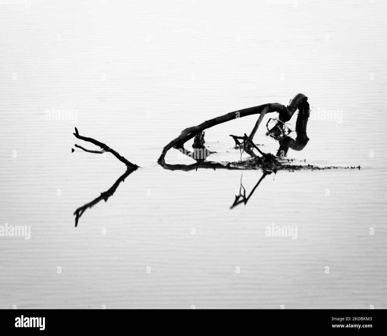 A closeup of a wooden log in the water, a monochrome shot Stock Photo ...