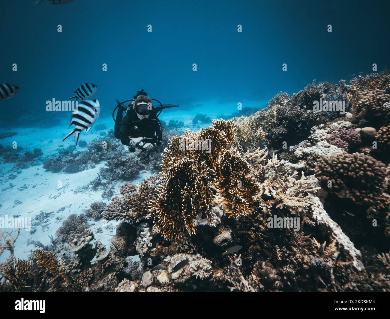 A diver inspecting the reef in the Red Sea Stock Photo - Alamy