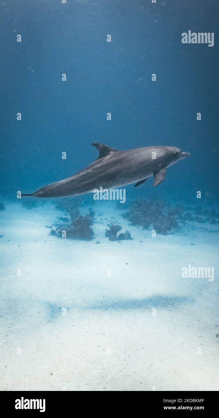 A vertical of a bottlenose dolphin underwater of the Red Sea Stock ...