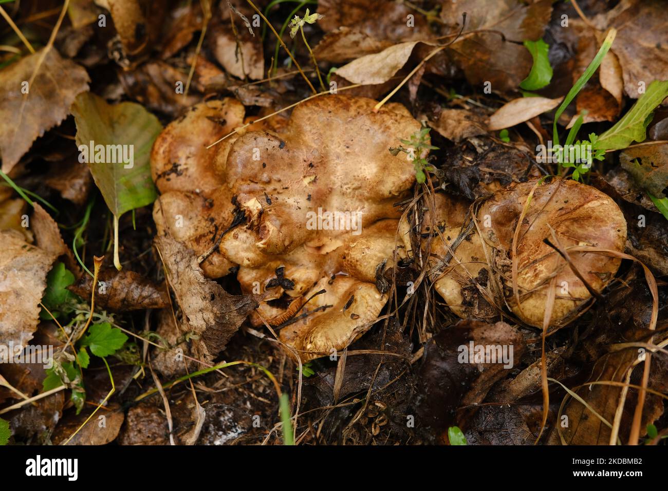 Huge Mushroom Lepista Nuda Also Clitocybe Nuda Wood Blewit Mushroom In The Autumn Forest Day