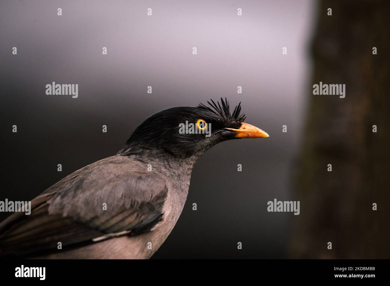 The jungle myna (Acridotheres fuscus) is a myna, a member of the ...