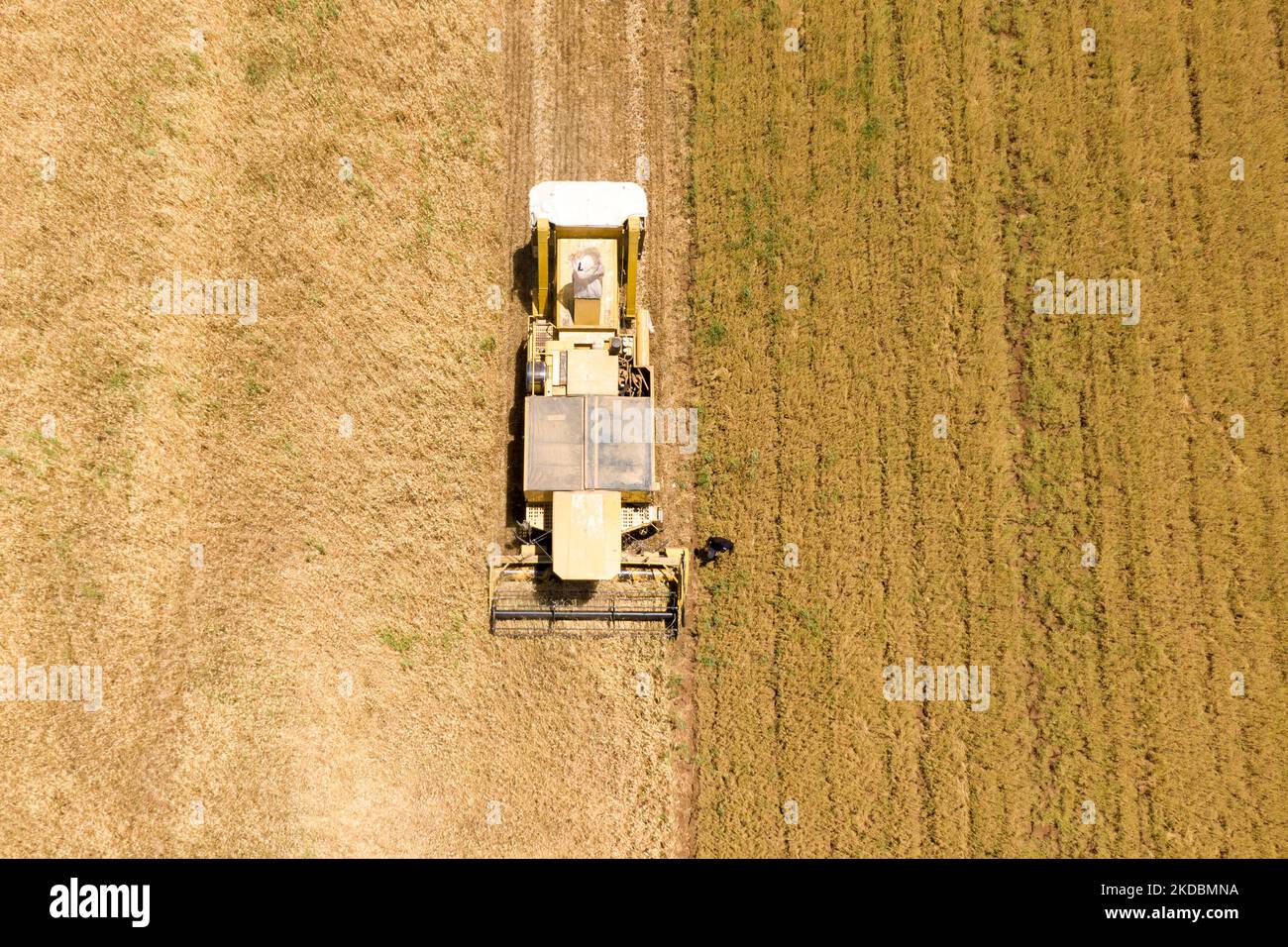 Syrian farmers harvest wheat in Sahl Al Ruj near the Idlib governorate ...