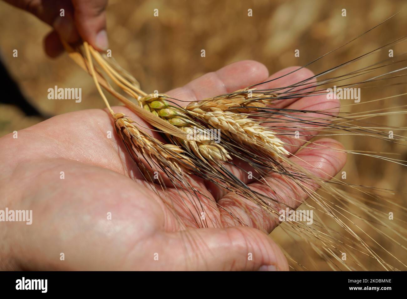 Syrian farmers harvest wheat in Sahl Al Ruj near the Idlib governorate ...