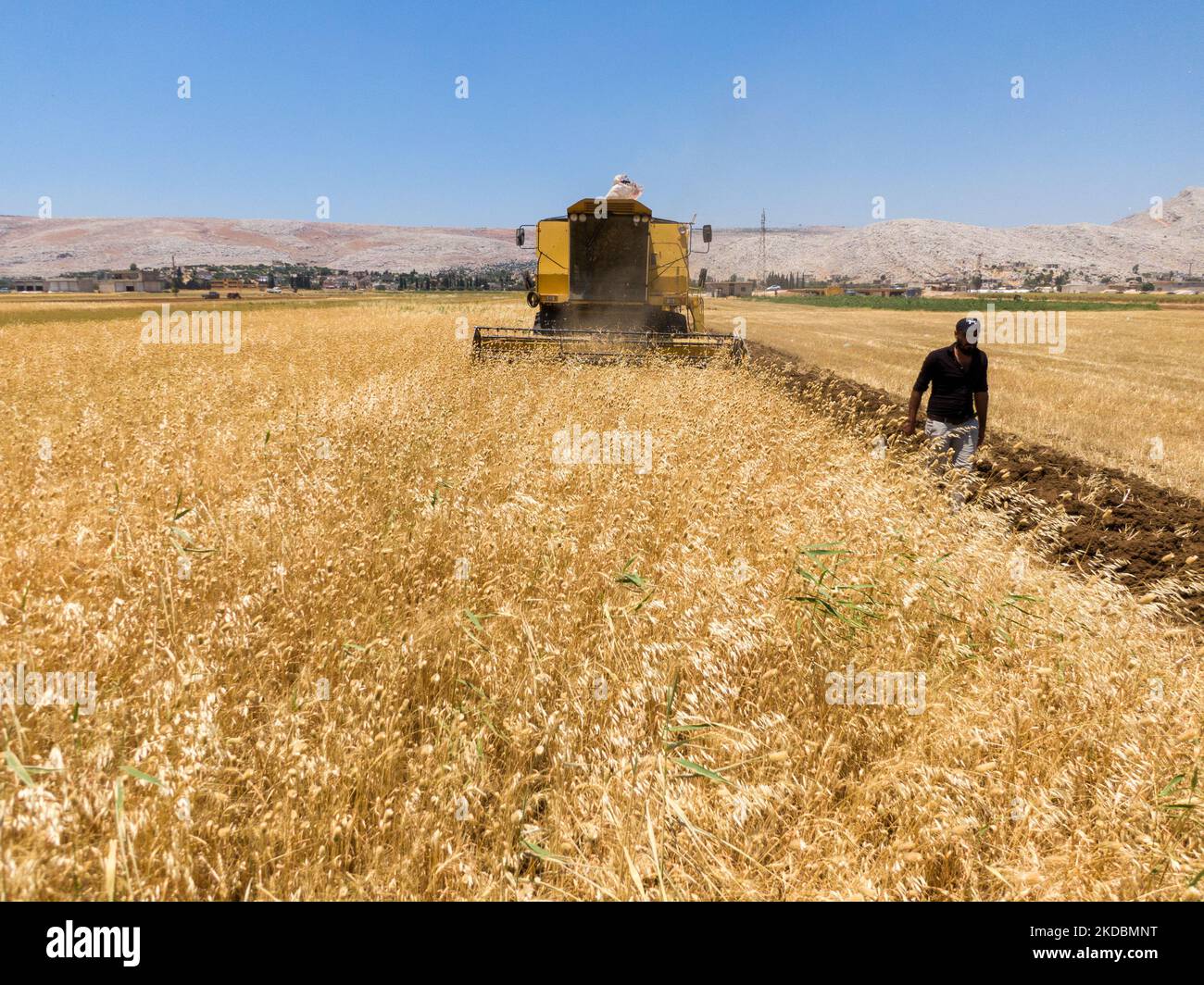 Syrian farmers harvest wheat in Sahl Al Ruj near the Idlib governorate ...