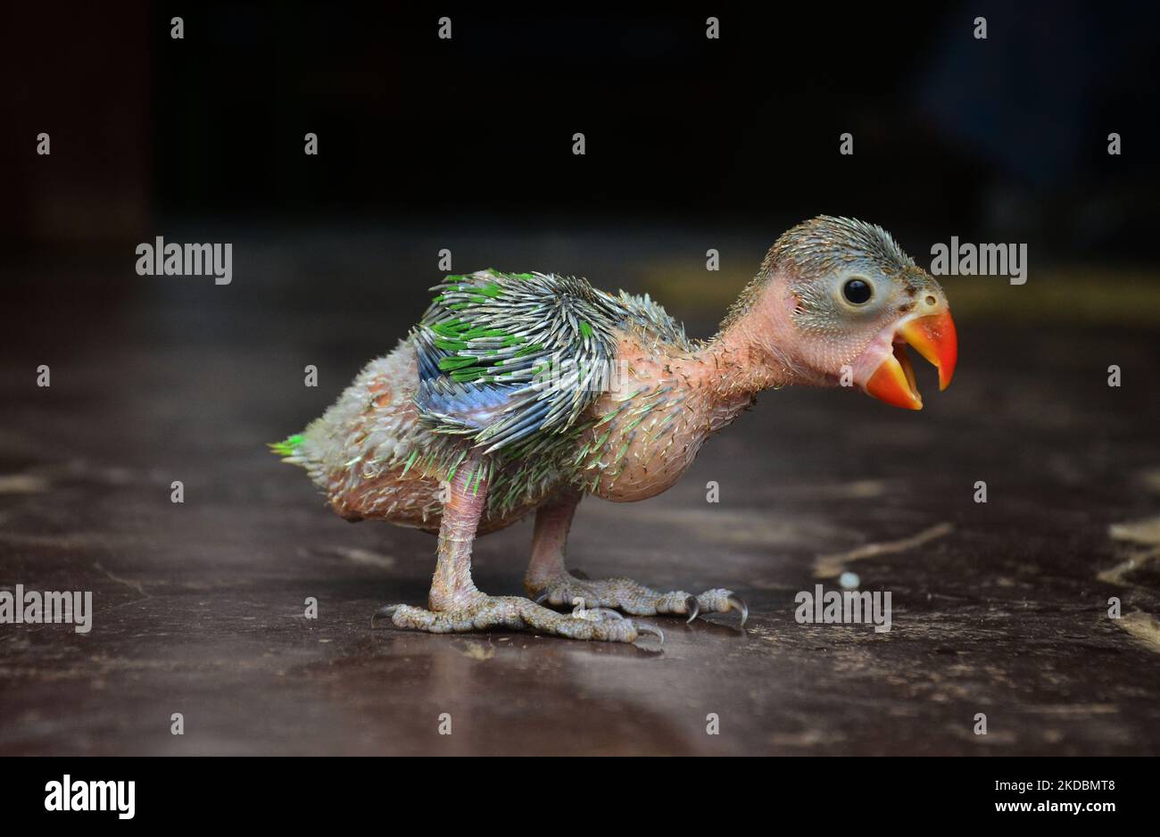 Weeks old Parrots is seen at a private resident preserve as pets in ...