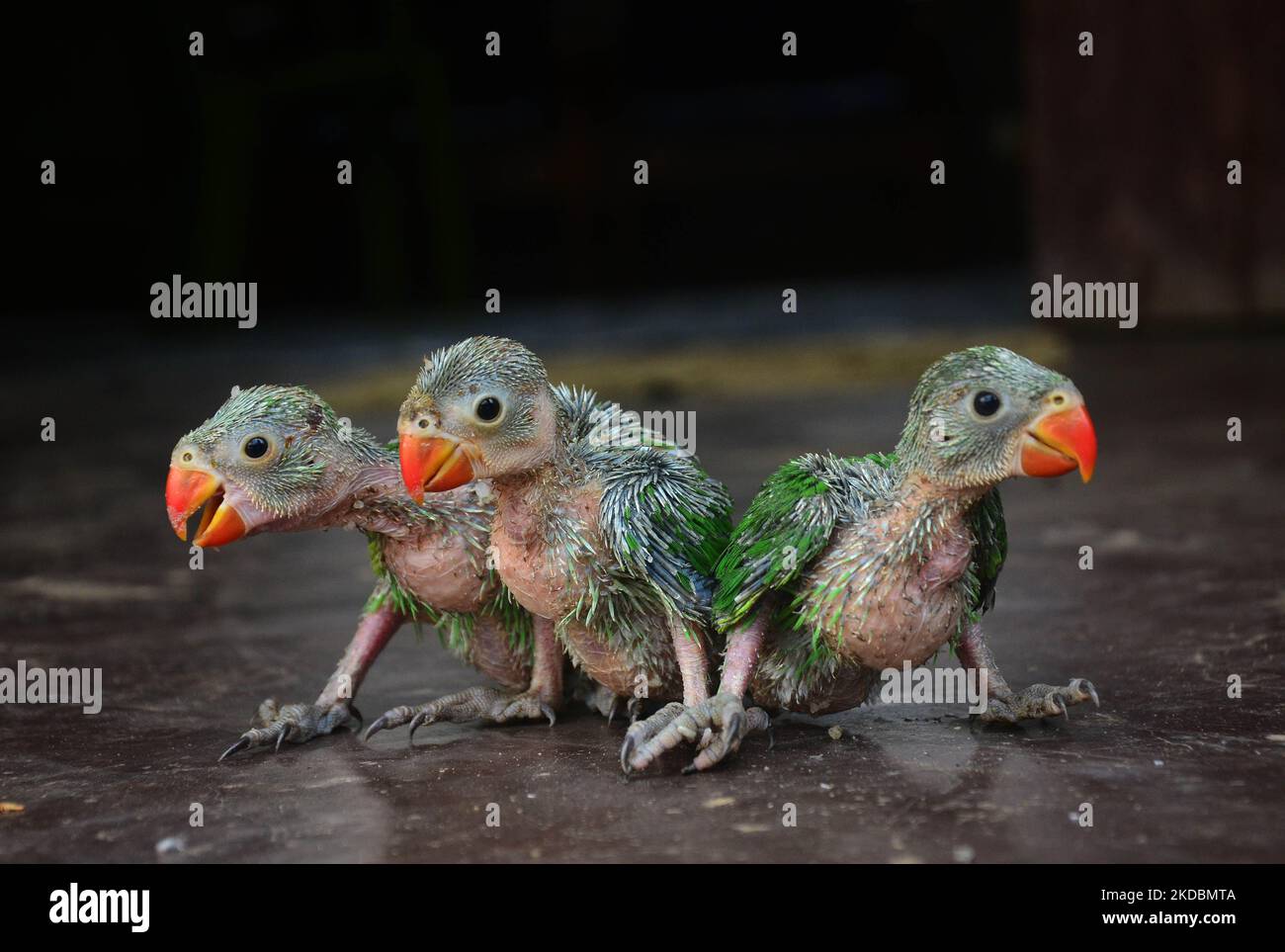Residents of india hi-res stock photography and images - Alamy