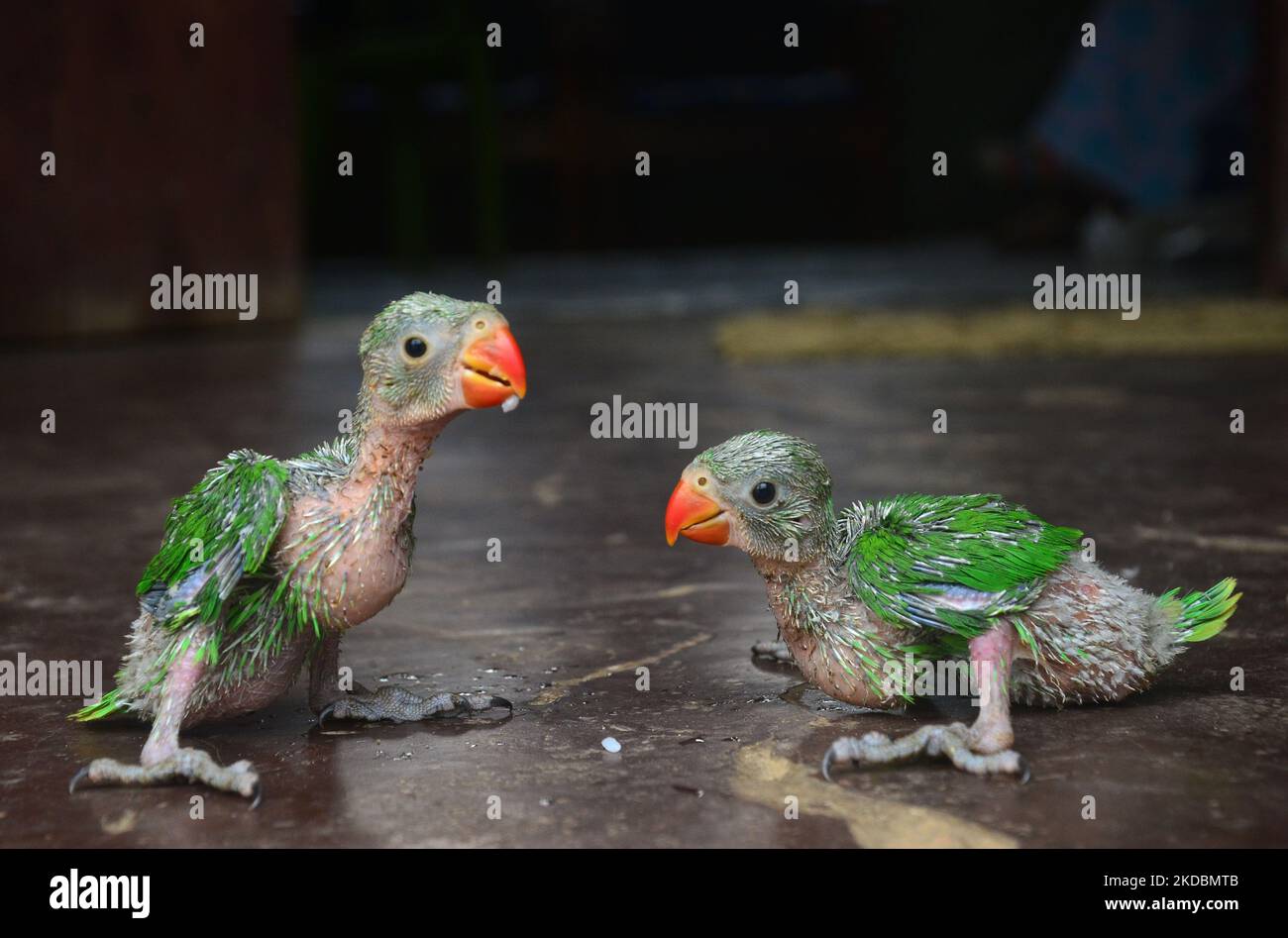 Residents of india hi-res stock photography and images - Alamy