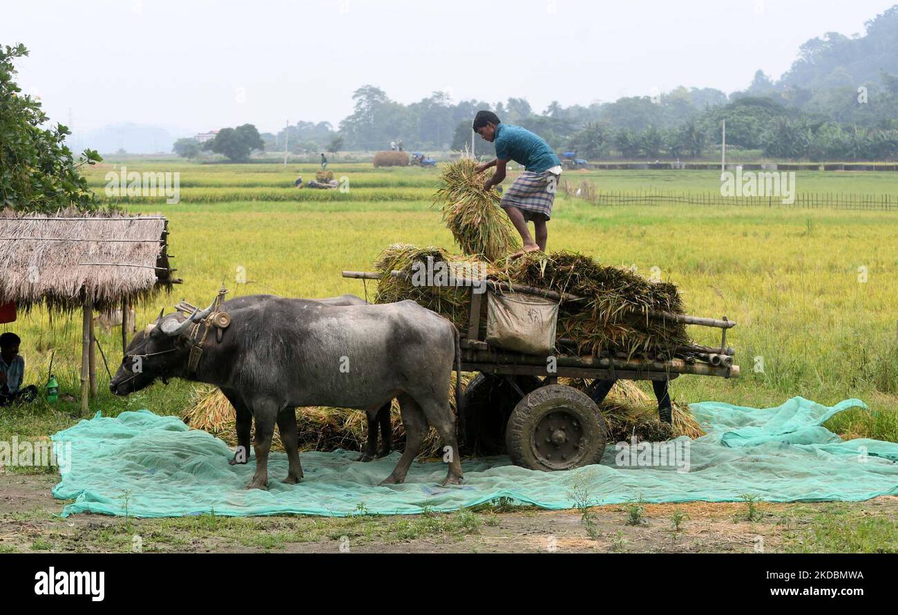 Buffalo cart hi-res stock photography and images - Alamy