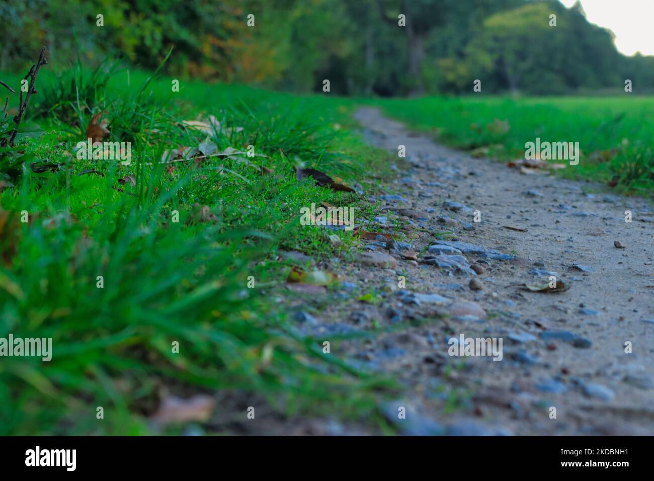 The view of a narrow pathway through the grass field in a greenery ...