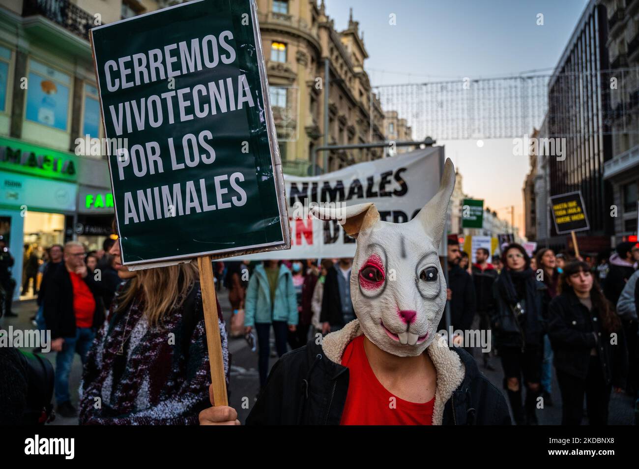 Animal testing rabbit hi-res stock photography and images - Alamy
