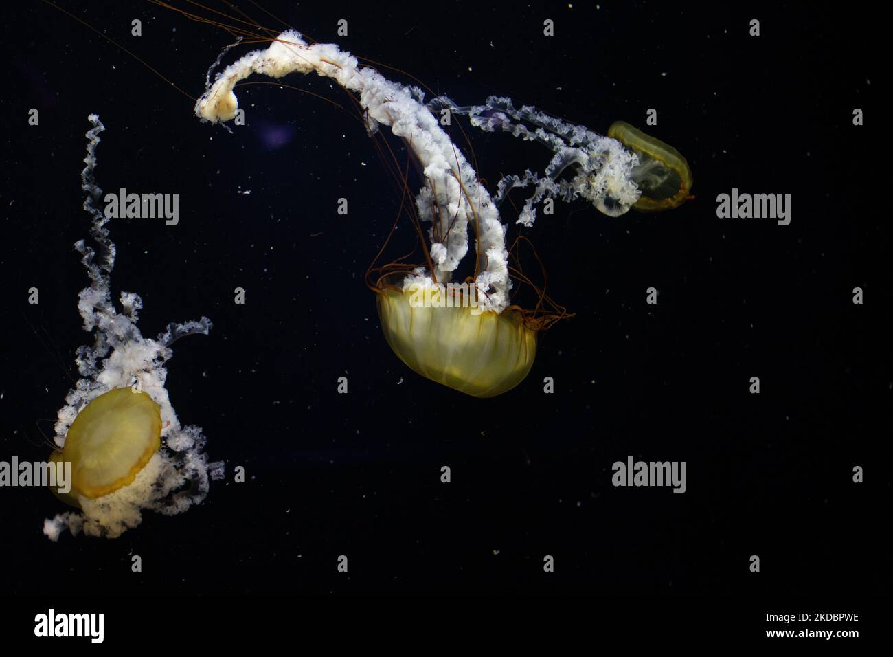 Golden brown sea nettle hi-res stock photography and images - Alamy