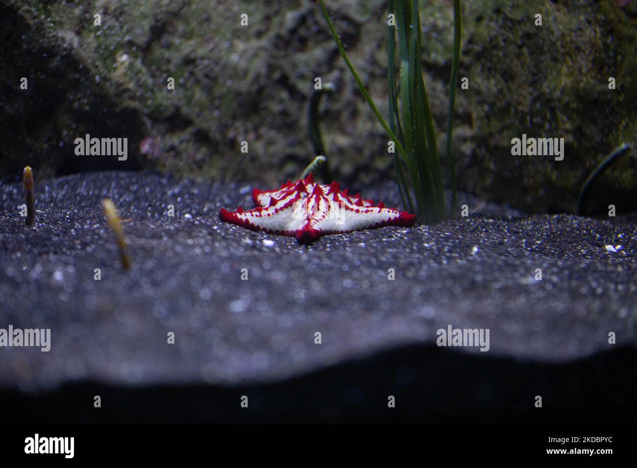 Protoreaster species hi-res stock photography and images - Alamy