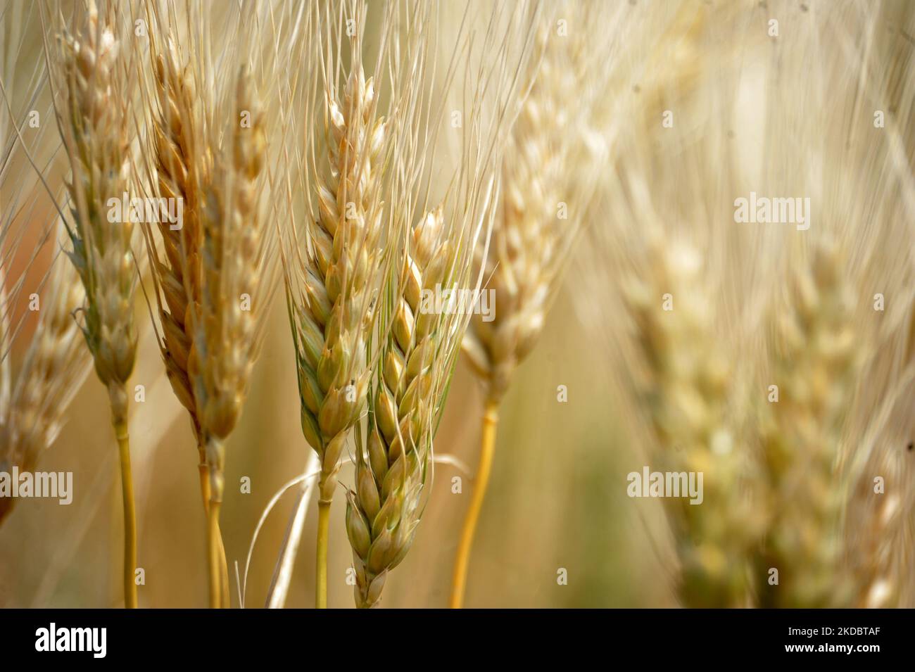The start of the wheat harvest season in Bizerte, Tunis, Tunisia on ...