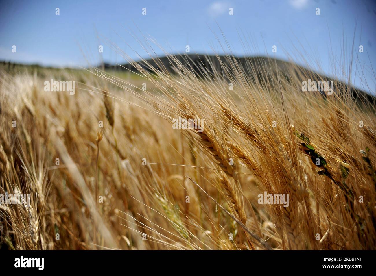 The start of the wheat harvest season in Bizerte, Tunis, Tunisia on ...