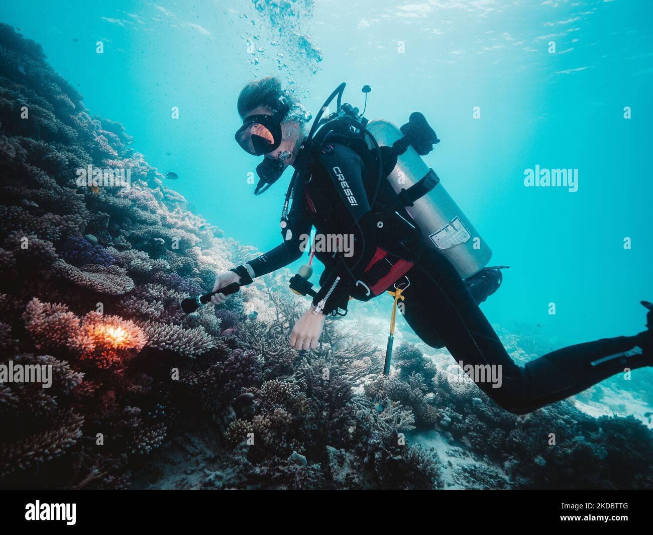 A scuba diver exploring the blue mysterious coral reef Stock Photo - Alamy