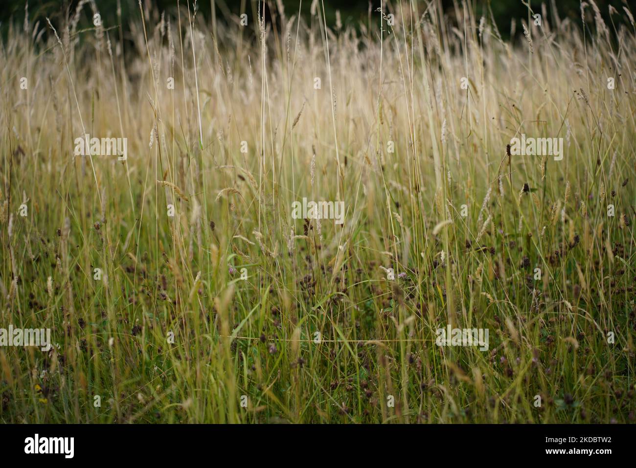 A beautiful shot of a field full of wheat during the day Stock Photo ...