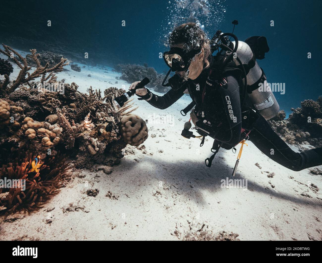 A scuba diver exploring the blue mysterious coral reef Stock Photo - Alamy