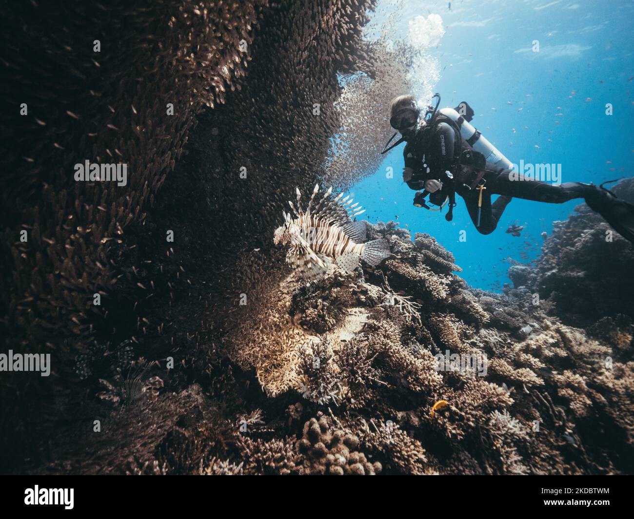 A scuba diver exploring the blue mysterious coral reef Stock Photo - Alamy
