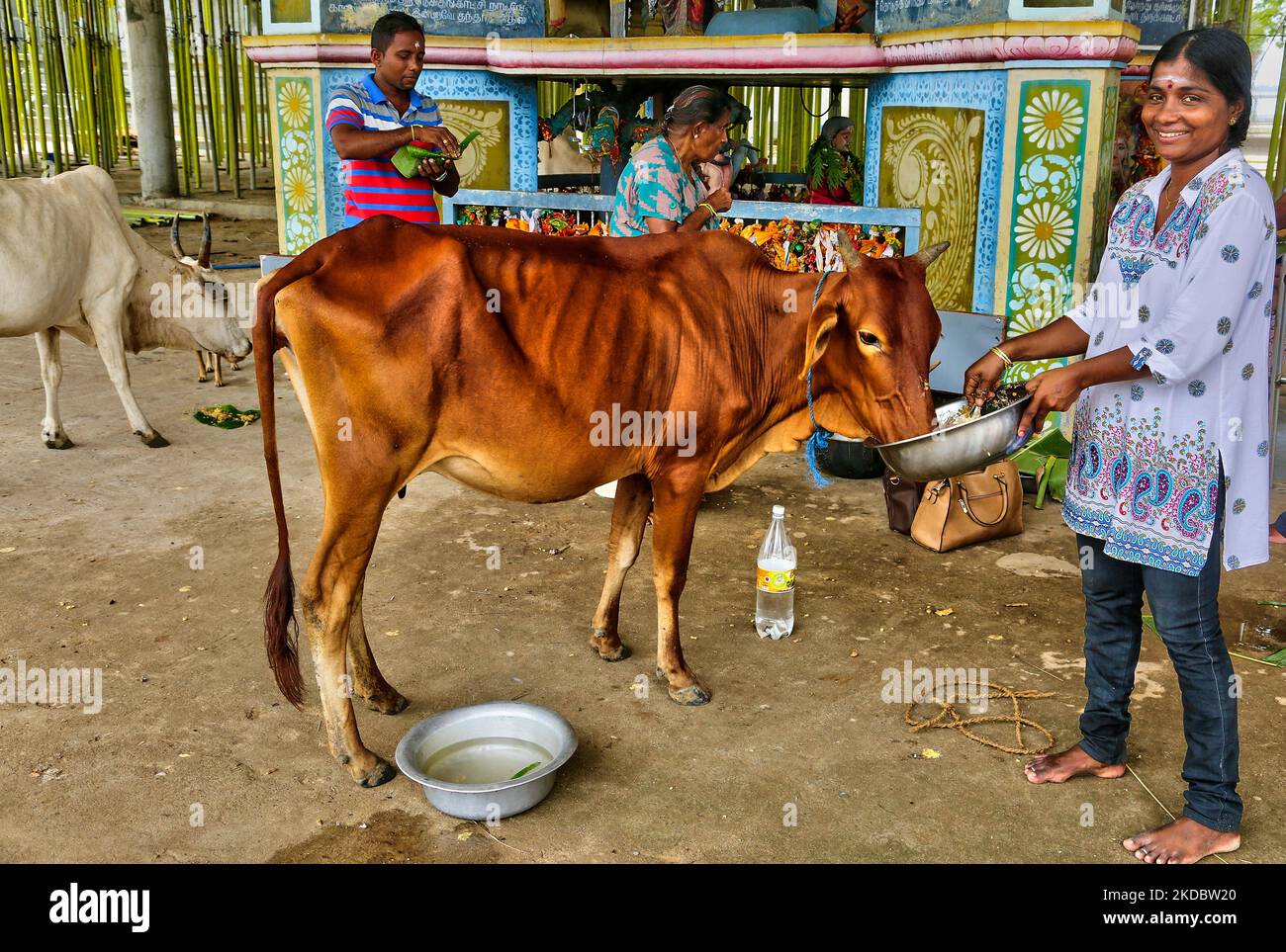Tamil Hindu devotee feeds a sacred cow the food leftover after devotees ...