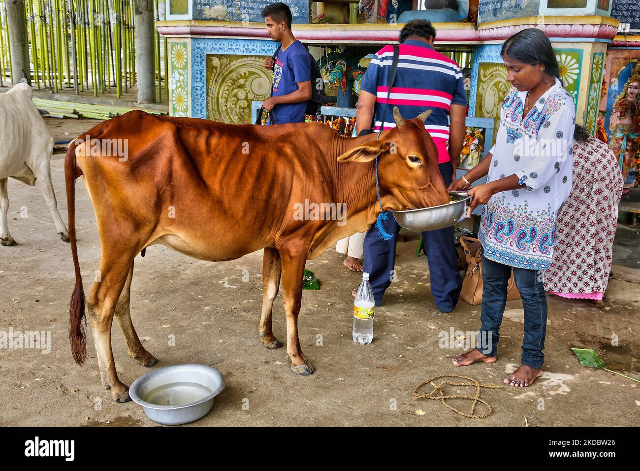 Tamil Hindu devotee feeds a sacred cow the food leftover after devotees ...