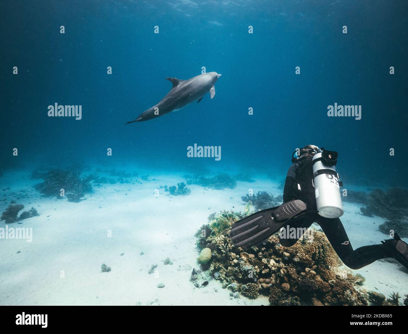 A scuba diver exploring the blue mysterious reef with dolphins Stock ...
