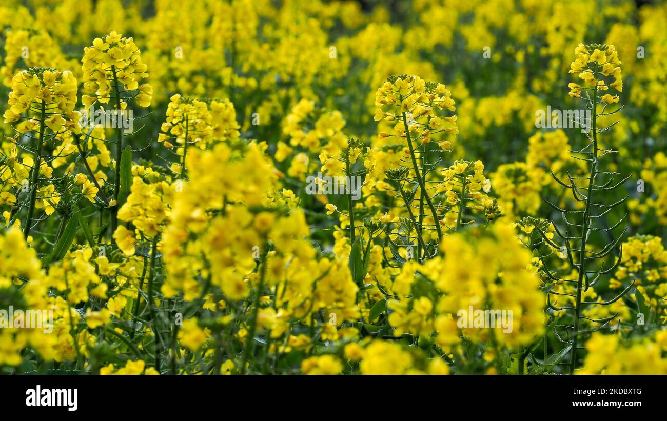 Field bright beautiful yellow hi-res stock photography and images - Alamy