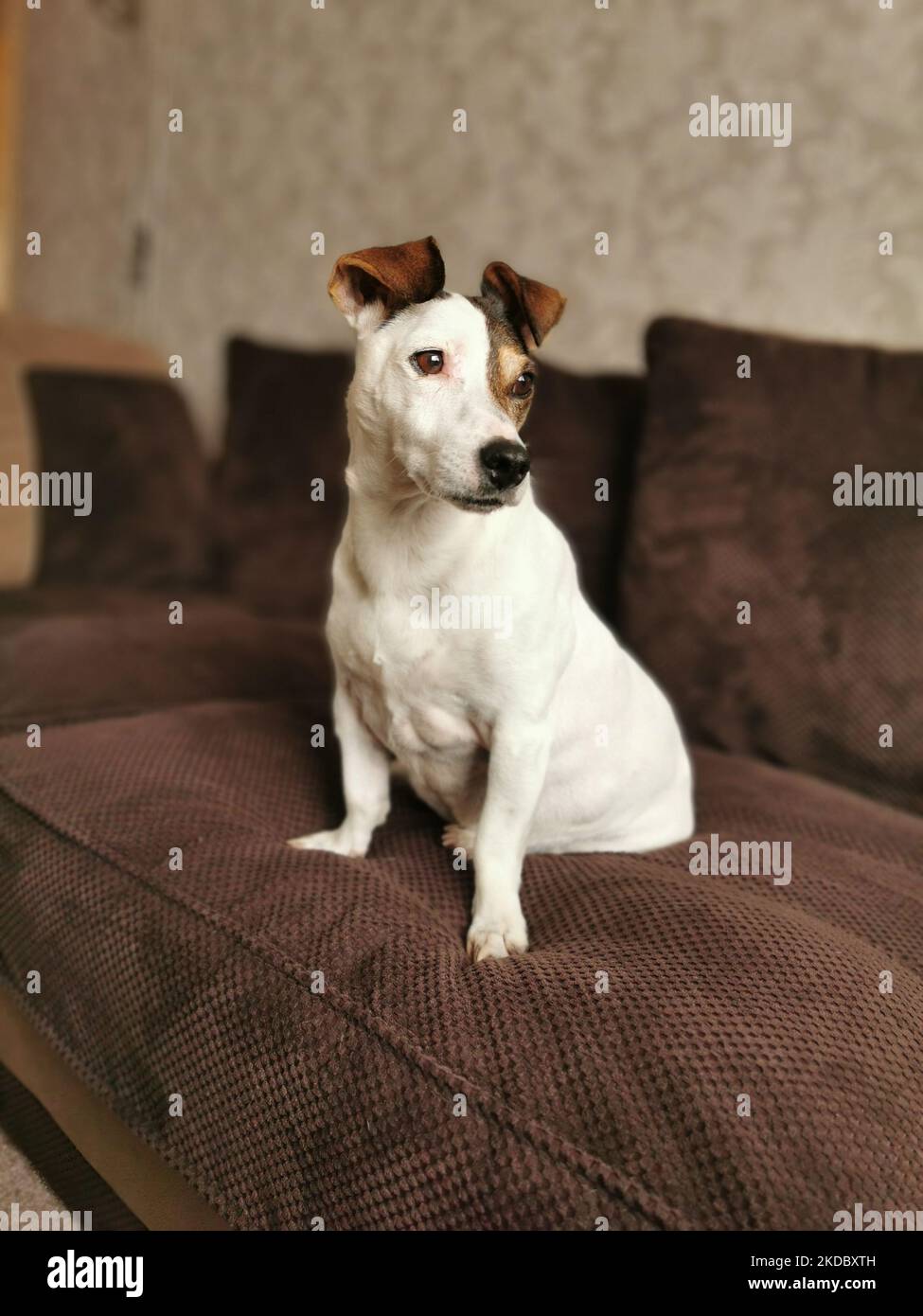A beautiful Jack Russell Terrier dog (Canis lupus familiaris) sitting ...
