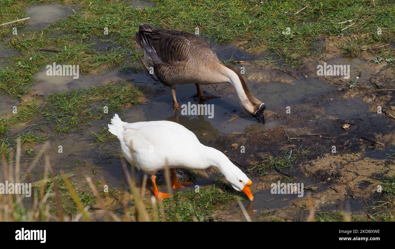 The domestic geese drinking water from a puddle Stock Photo - Alamy