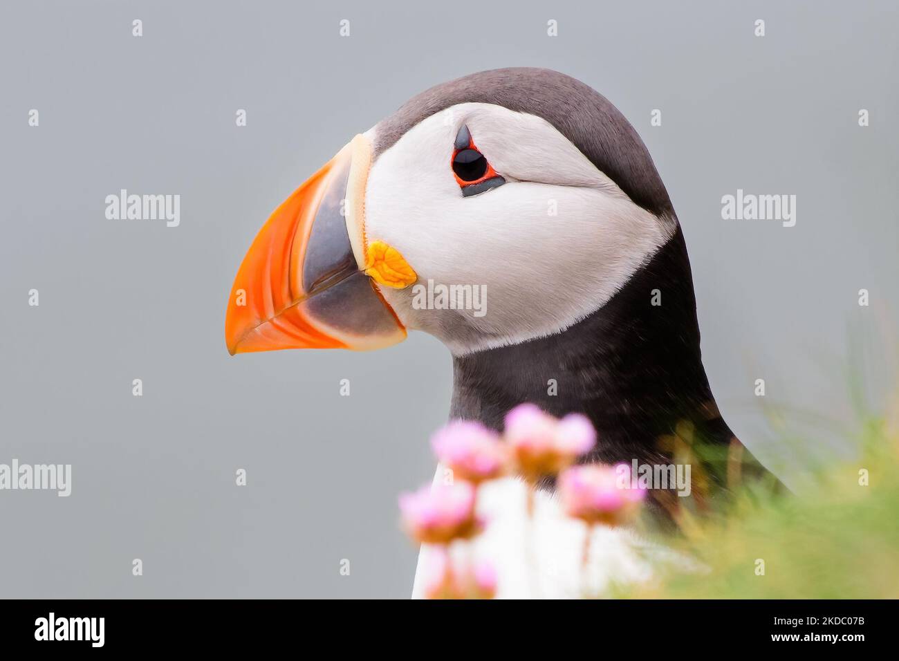 Detailed image of a puffin pictured at RSPB Bempton Cliffs Nature ...