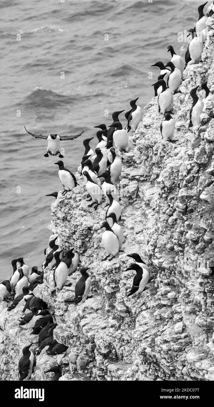 Guillemots and Razorbills pictured at RSPB Bempton Cliffs Nature ...