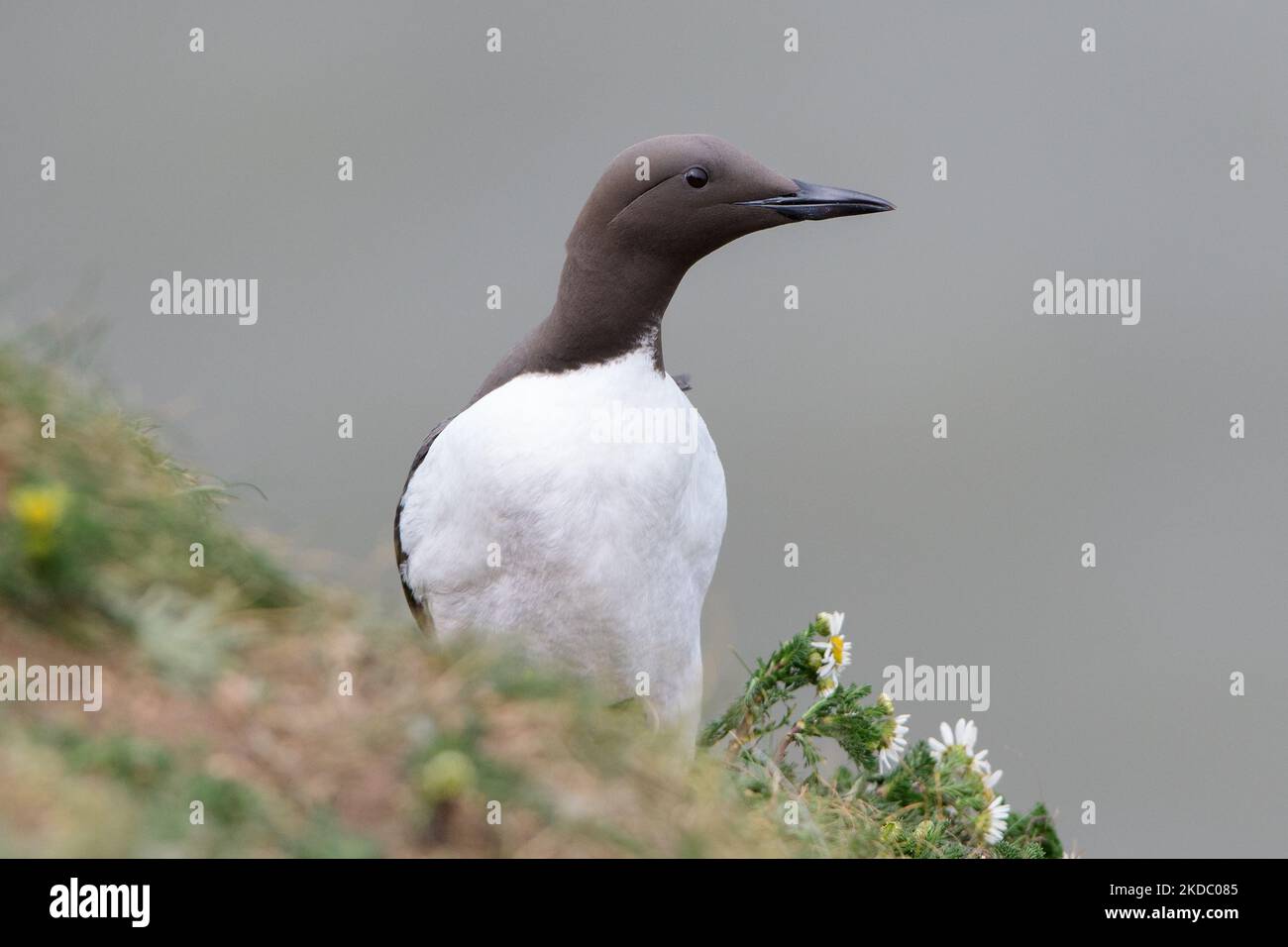 Guillemot pictured at RSPB Bempton Cliffs Nature Reserve, Bridlington ...