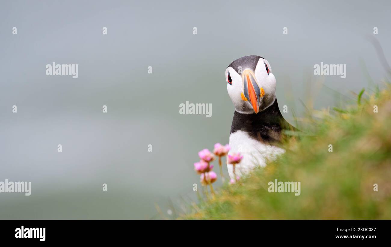 Puffin pictured at RSPB Bempton Cliffs Nature Reserve, Bridlington ...