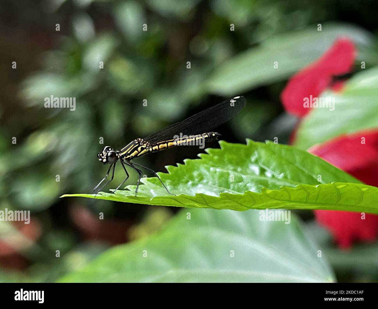 Damselfly (Libellago) on a leaf in Sasthamangalam, Thiruvananthapuram ...
