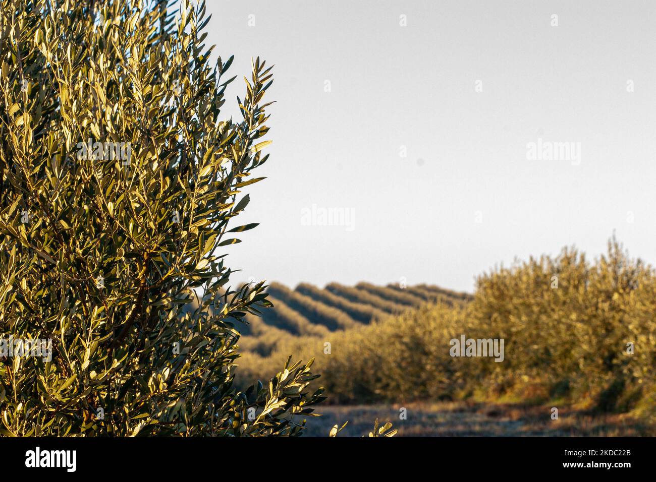 A shallow focus shot of Olive tree leaves with blur light sky in the ...