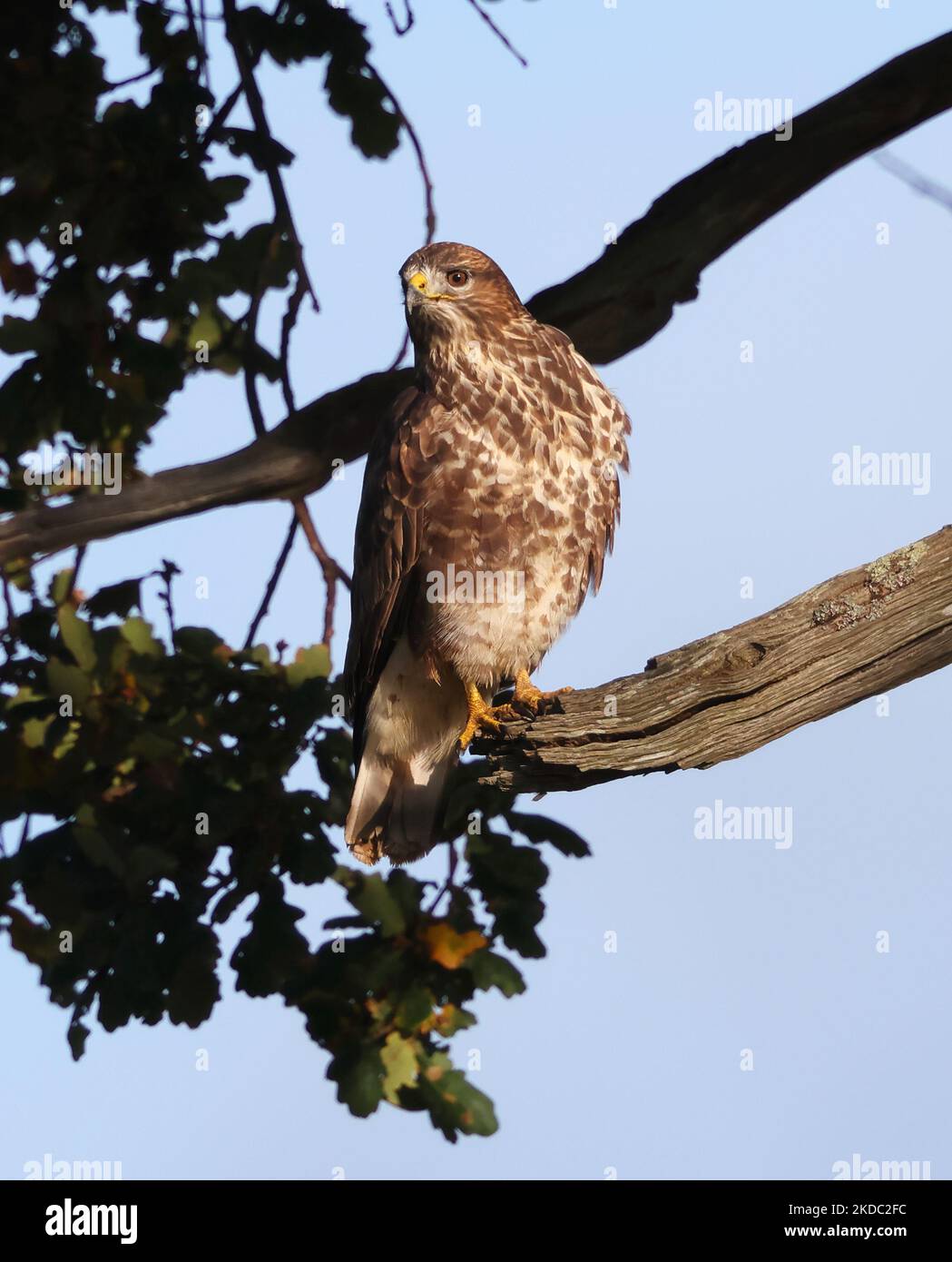 Common Buzzard in the Cotswold Hills Gloucestershire UK Stock Photo - Alamy