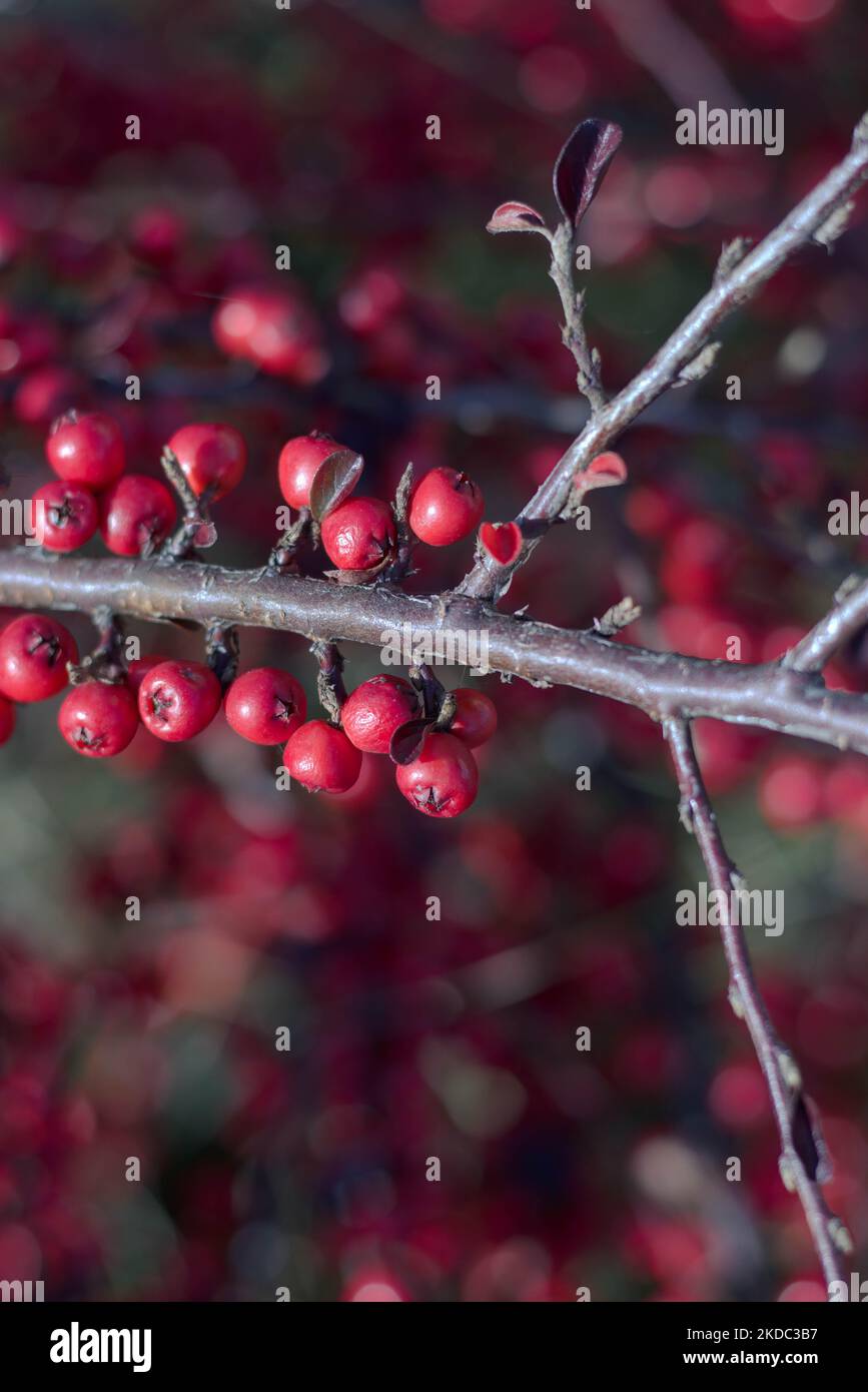 Selective focus shot ash hi-res stock photography and images - Alamy