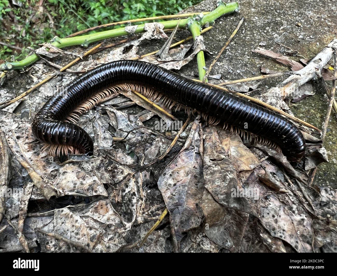 Indian giant centipede hi-res stock photography and images - Alamy