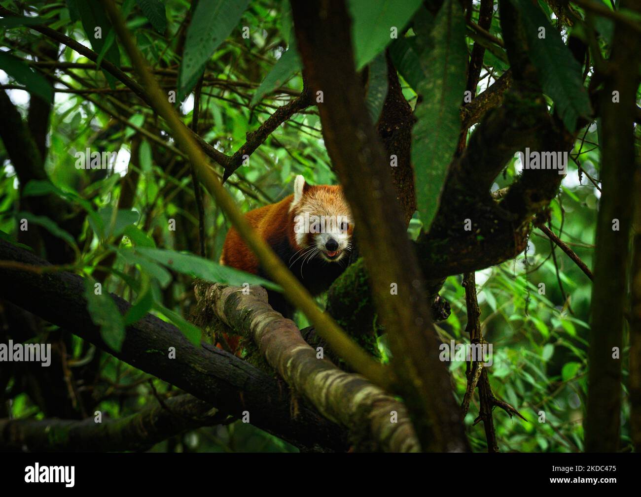 The Red panda (Ailurus fulgens), also known as the lesser panda, is an ...