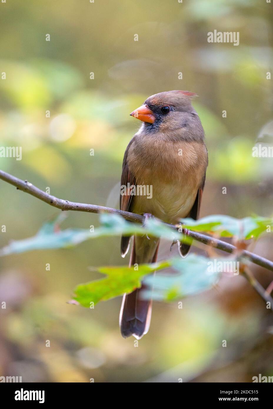 Red cardinal autumn bird hi-res stock photography and images - Alamy